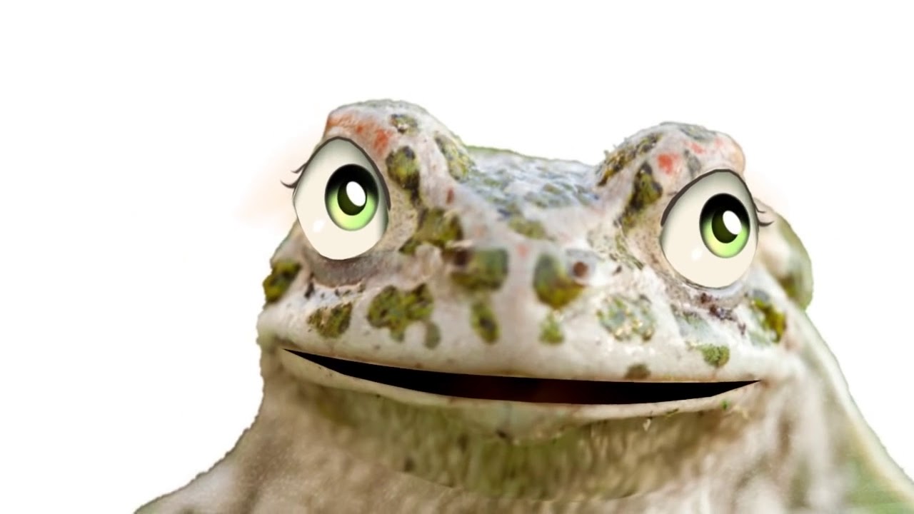 The Animal Sounds Frog Croak Sound Effect Animation YouTube - YouTube