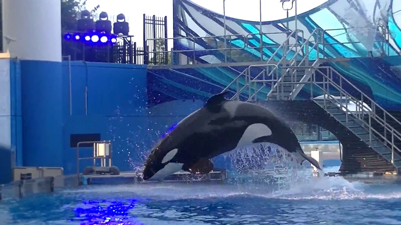 One Ocean (One Song) July 12, 2018 - SeaWorld Orlando - YouTube