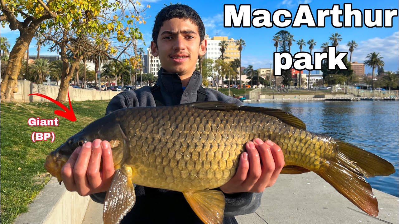 Carp fishing urban La pond (MacArthur park) - YouTube