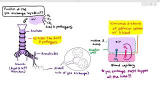 Gas Exchange Adaptations The A Level Biologist Your Hub 5 Ways To