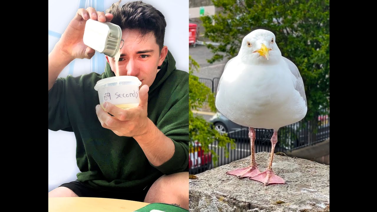 Feeding My Pet Seagull Some Stinky Snackos! - Day 99 - YouTube