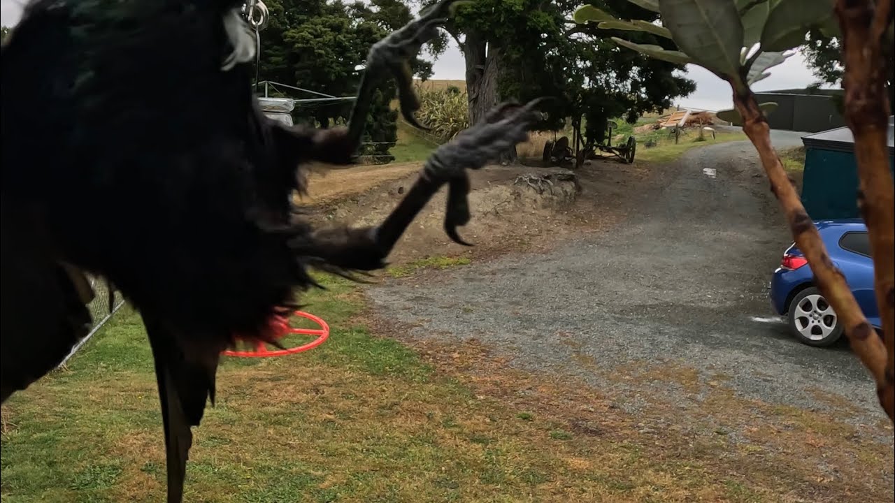 Tui nails the Landing - YouTube