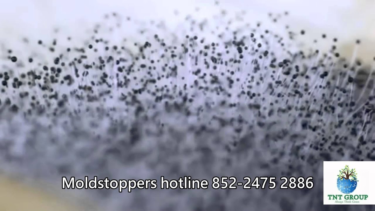 Black Mold close look - YouTube