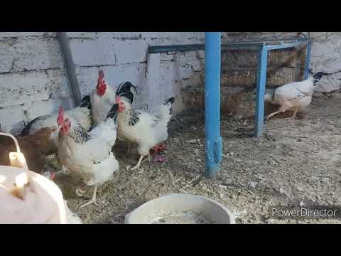 Cücələrə kalsi qlukanatin verilmə qaydası