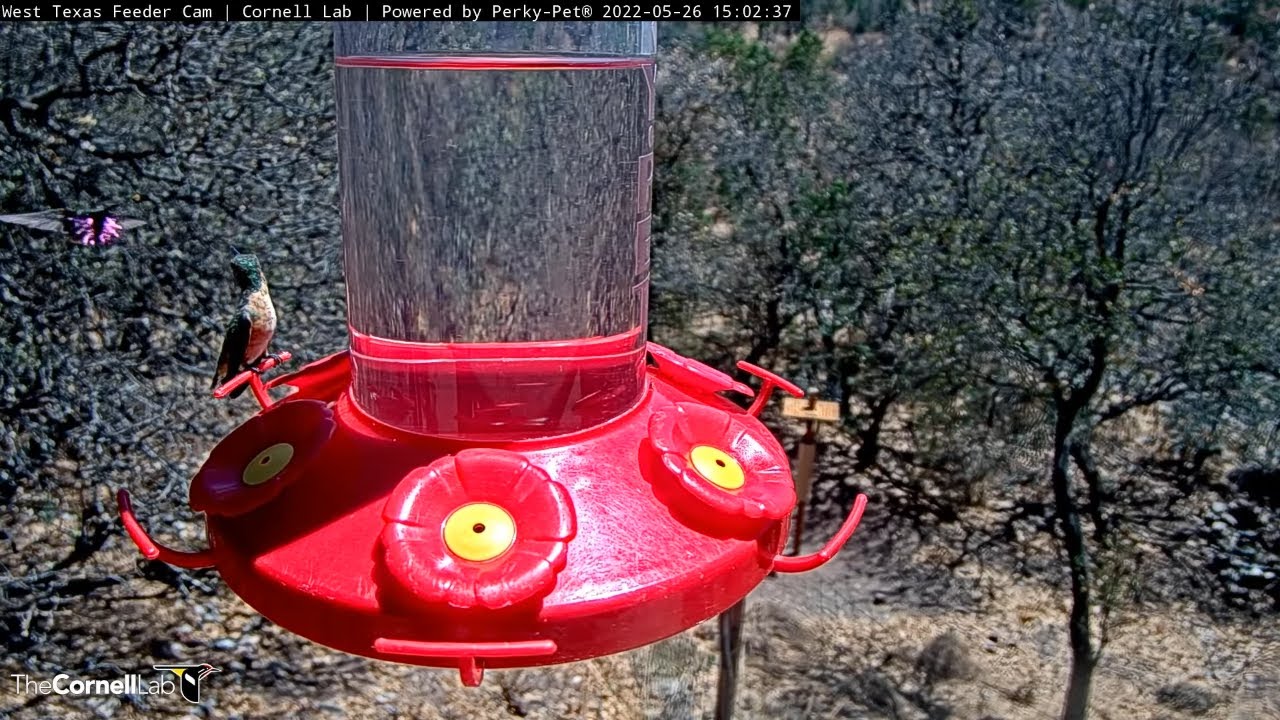 Male Lucifer Hummingbird Offers Dazzling Courtship Display To Female At ...