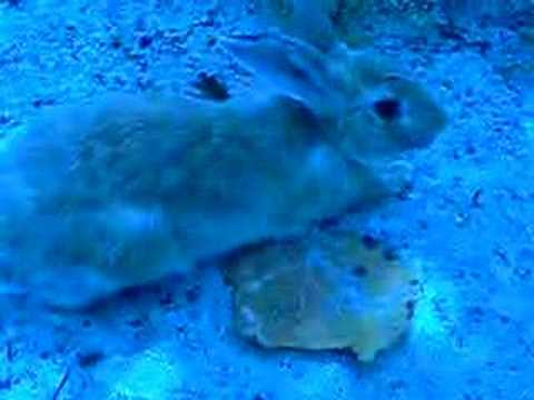 The Blue Bunny - YouTube