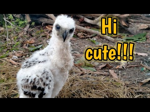 How cute baby Eagle bonding naming dalawa ni BAGWIS ll Philippine Eagle ...
