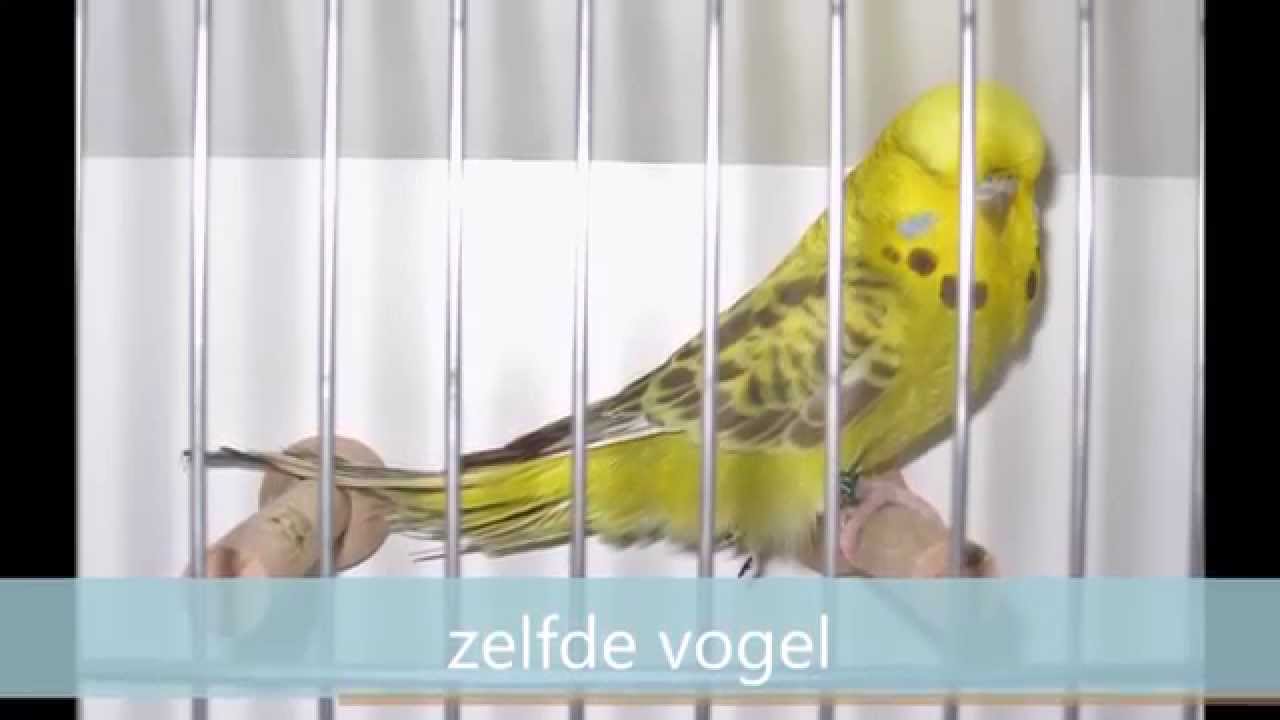 Engelse Grasparkieten, Budgerigars, Jan Brugman - YouTube