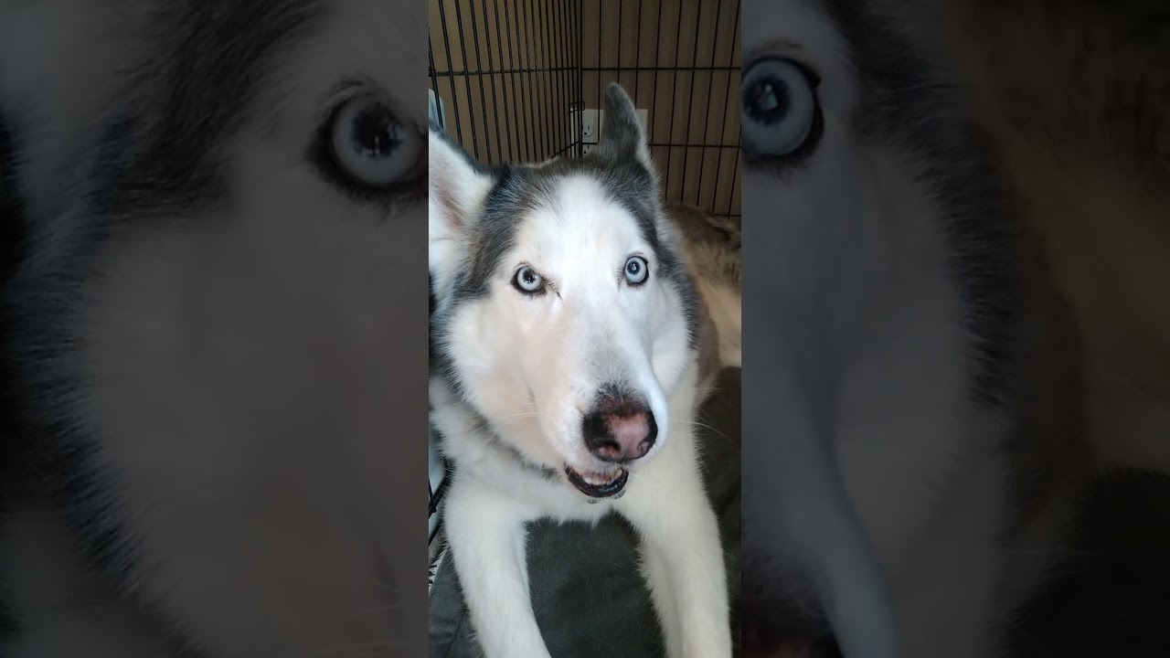 Siberian husky staring at me for 6 seconds - YouTube