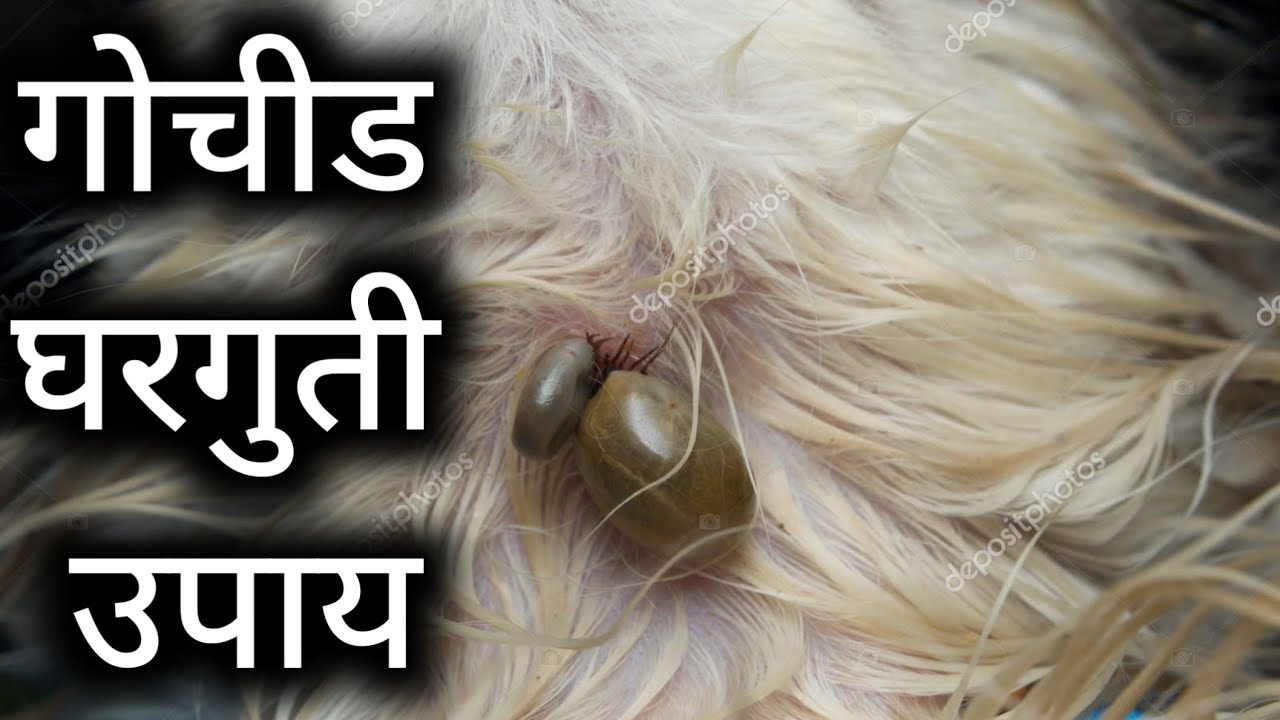 gochid gharguti upay : गोचीड घरगुती उपाय - YouTube