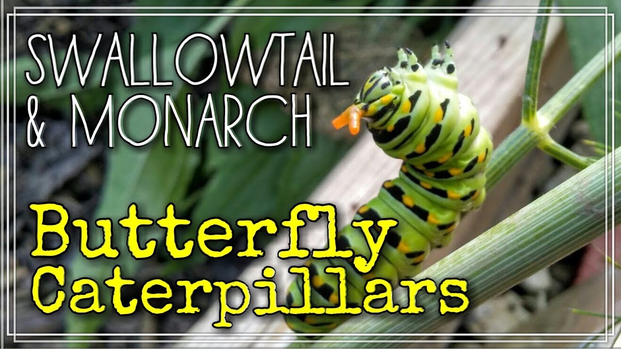 Monarch and Swallowtail Butterfly Caterpillars - YouTube