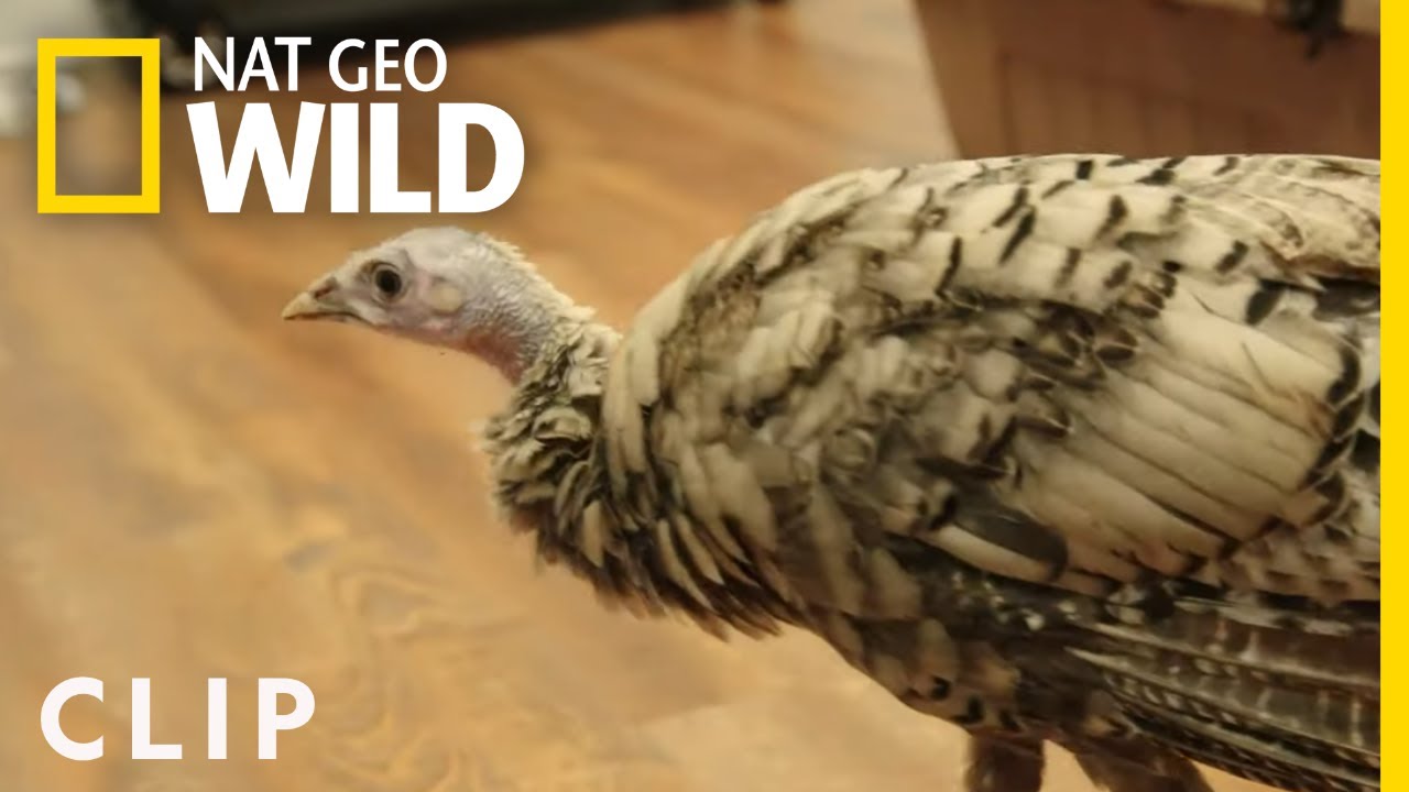 Turkey Time with Ralph and Penny | Critter Fixers: Country Vets - YouTube