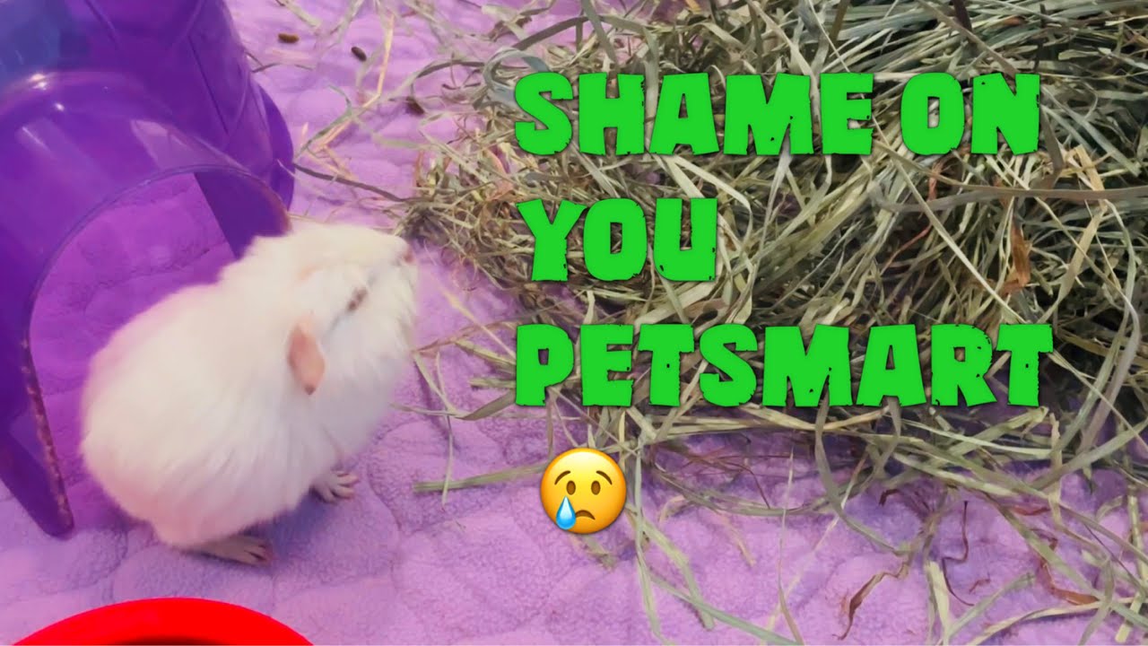 Guinea Pig Rescue 911! Petsmart Sold A Pregnant Guinea Pig - YouTube