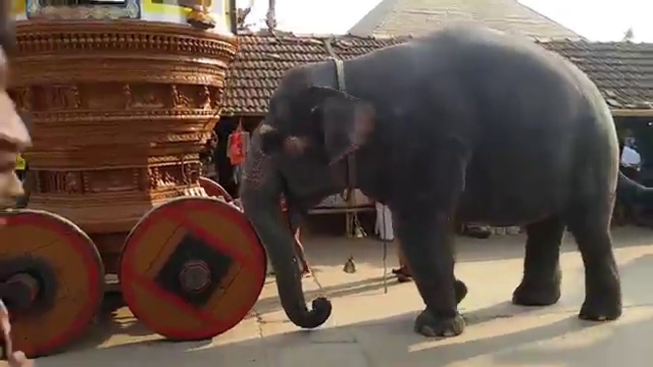 Asiatic Elephant Pulling a Temple Chariot at Madurai, India. - YouTube