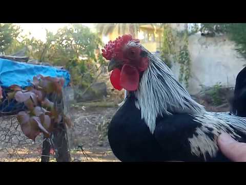 Paçalı Cin Horoz 🐔 Çin Horozu Özellikleri 🐔 Denizli Horozu