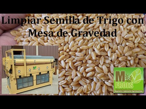 Seleccionar (Cribar) Semilla de Trigo - YouTube