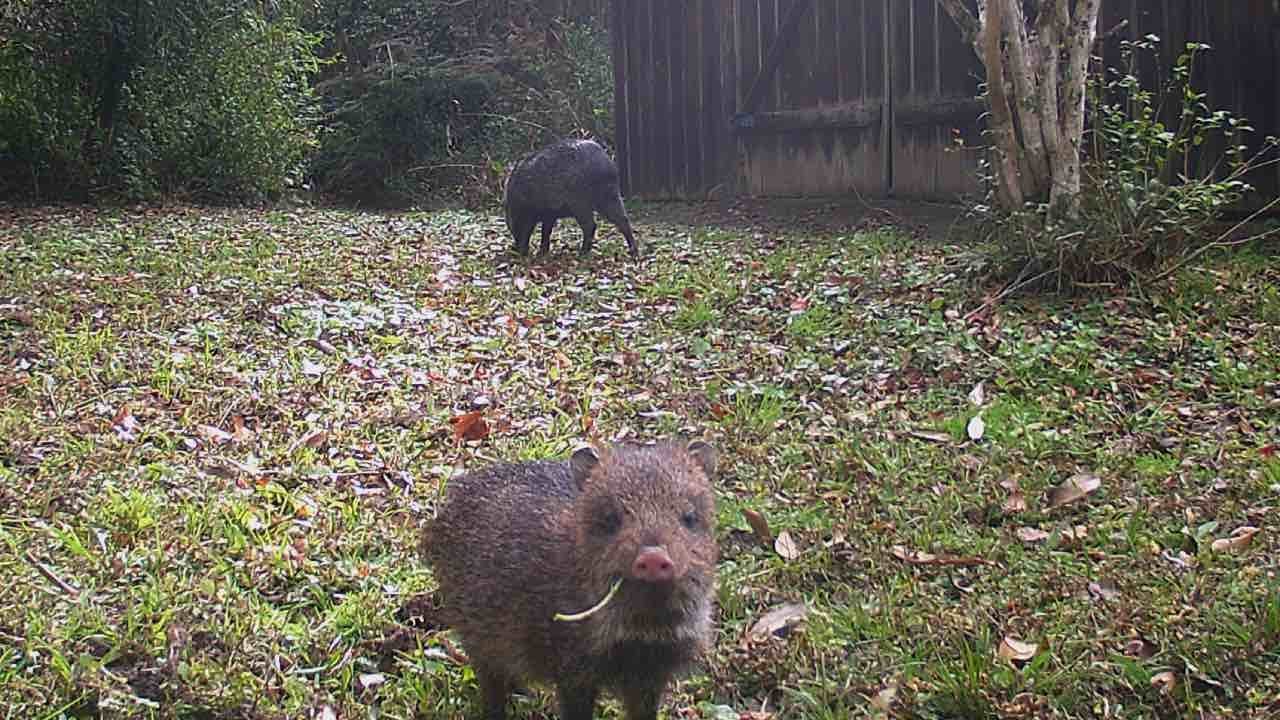 Dicotyles tajacu (collared peccary, cateto) - YouTube