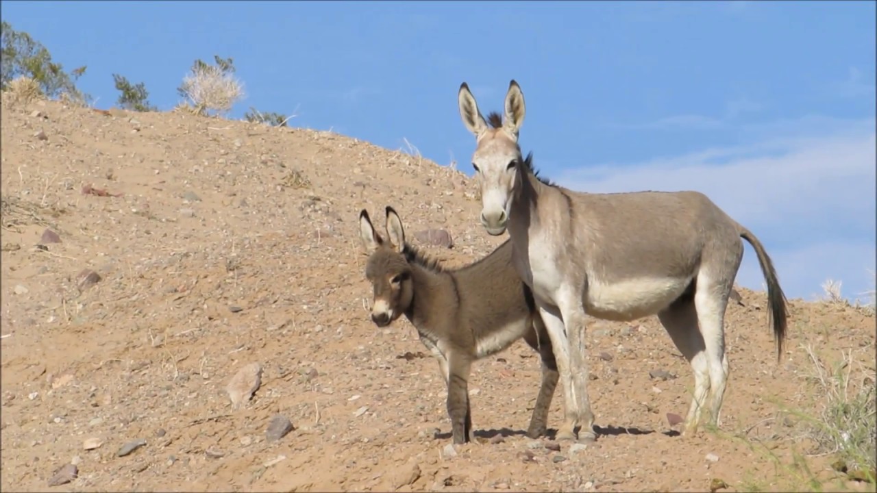 Lone Burro Ranger - YouTube