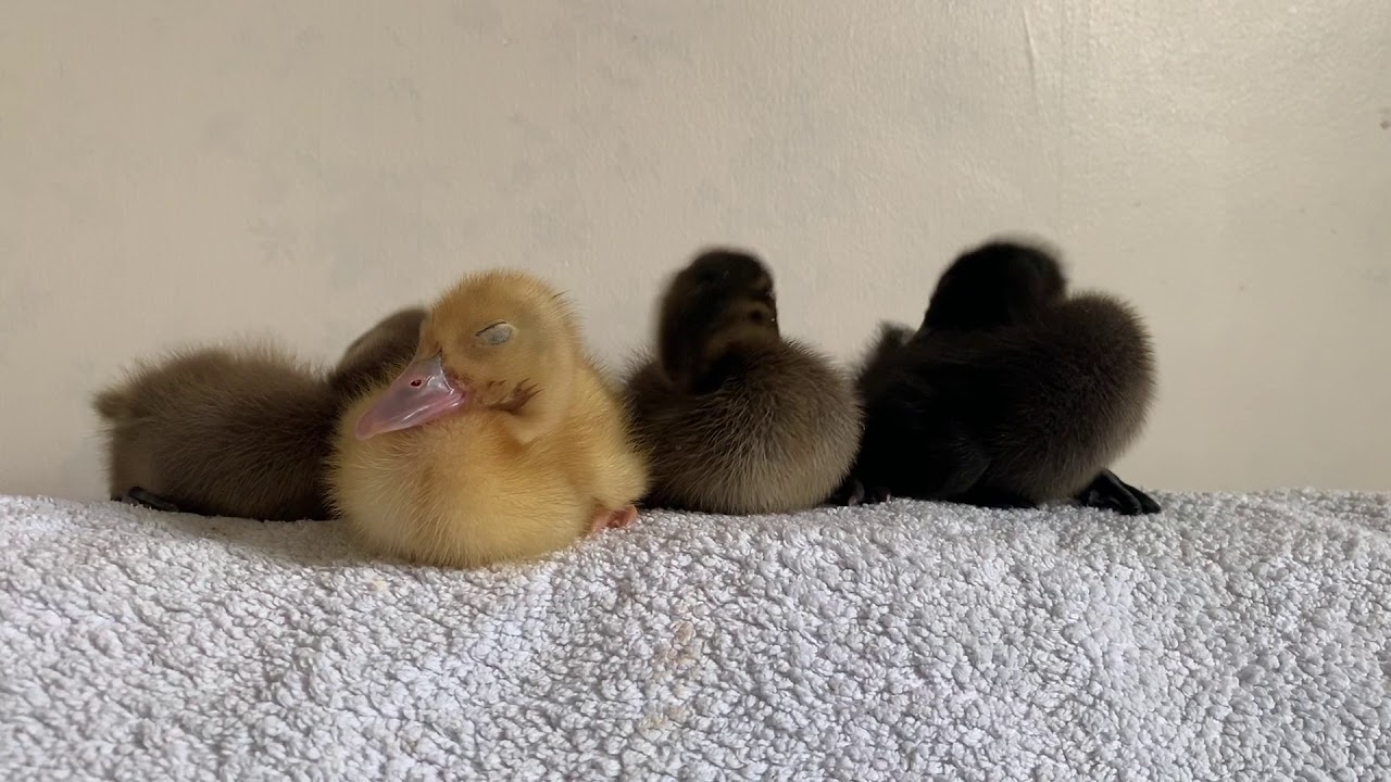 Indian Runner Ducklings (7 days old) - YouTube