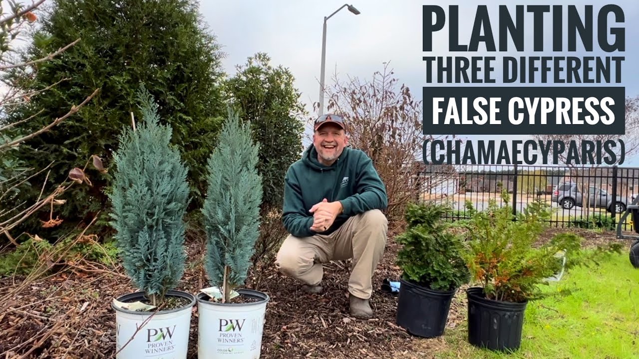Conifer Kings! Discover 3 Stunning Chamaecyparis Varieties // False ...