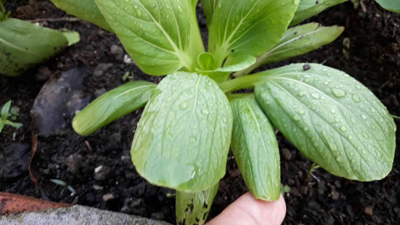 3 Jenis Tanaman Sayuran yang Mudah Perawatannya dan Singkat Umur ...