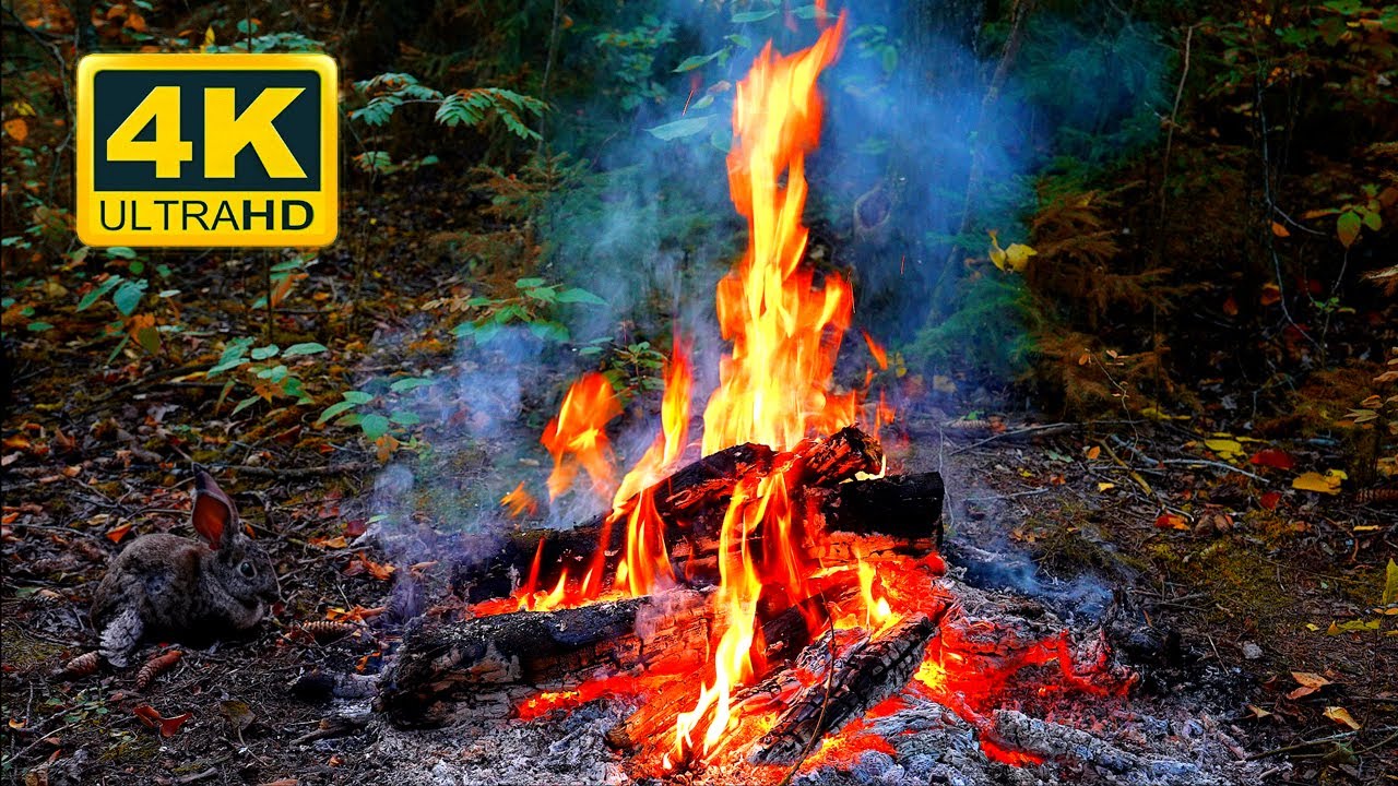 🔥 Campfire 4K! Magical autumn forest, sounds of nature and crackling ...
