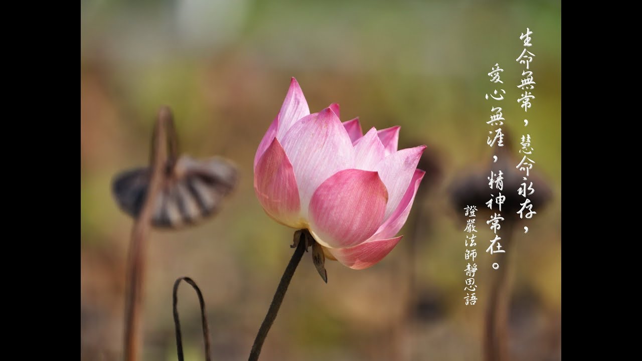 Jing Si Aphorisms by Master Cheng Yen - The Founder of Taiwan Tzu Chi ...