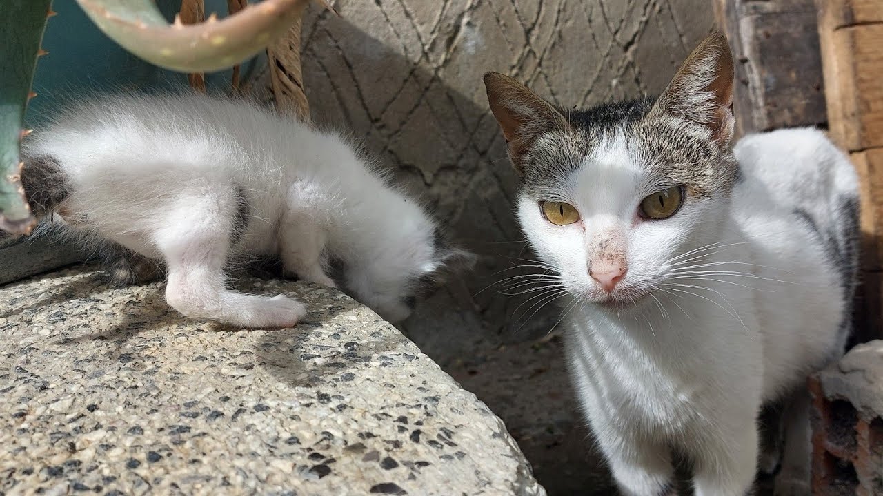Mom Cat, who does not want me to touch her Kittens, Attacks me - YouTube
