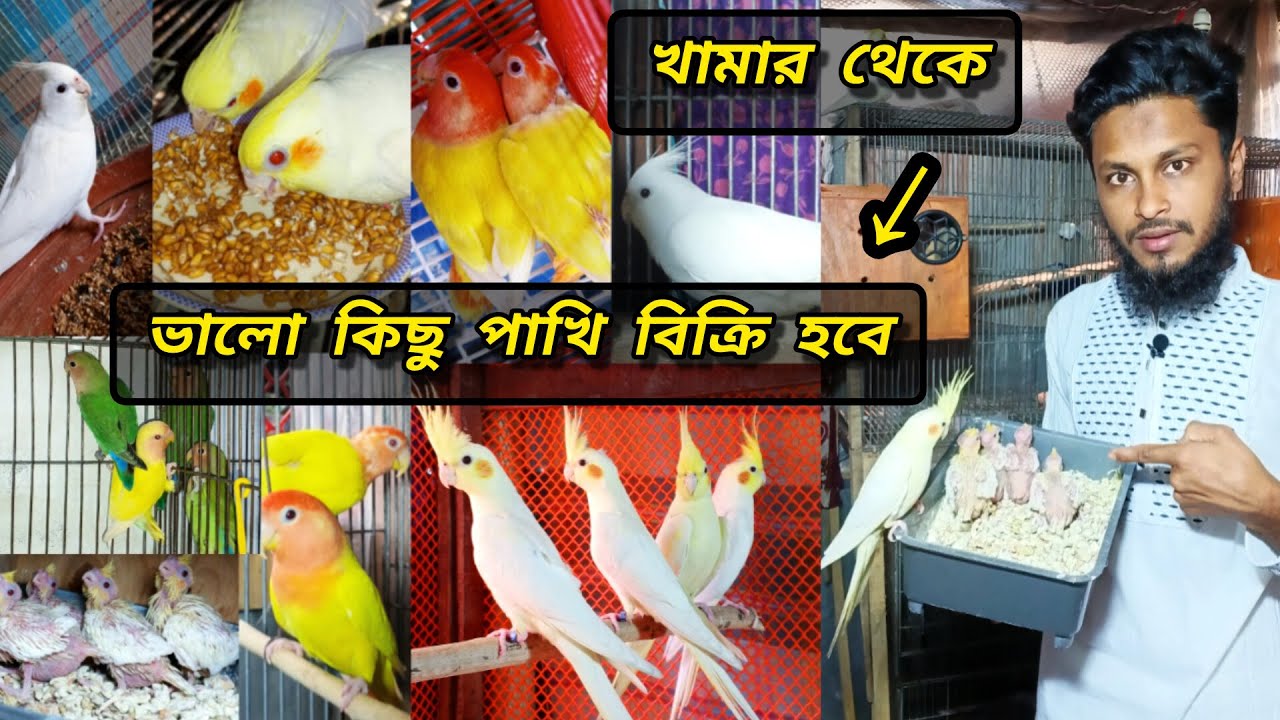 রমজান উপলক্ষে নিয়ে আসলাম দারুন কিছু পাখির কালেকশন || Hasan Aviary - YouTube