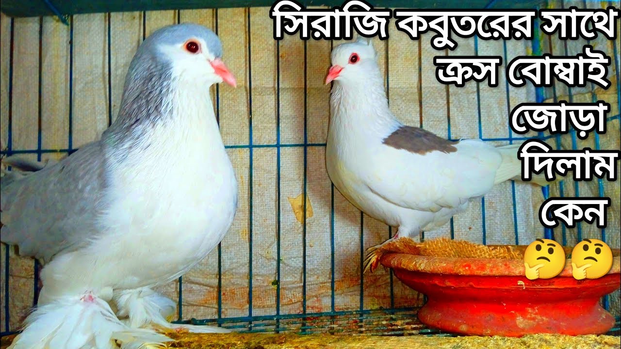 কবুতর গুলোকে খাঁচার ভিতরে দিয়ে দিলাম।। ফেন্সি কবুতর পালন পদ্ধতি ...