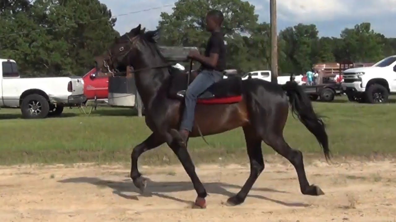 Black Singlefooting Trail Horses at a Cass County Gaited Horse Trail ...
