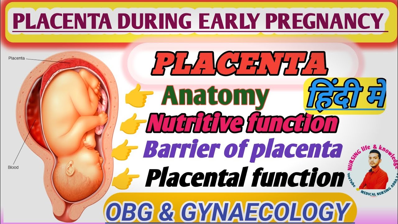 placenta // anatomy of placenta /barrier of placenta /Placental ...