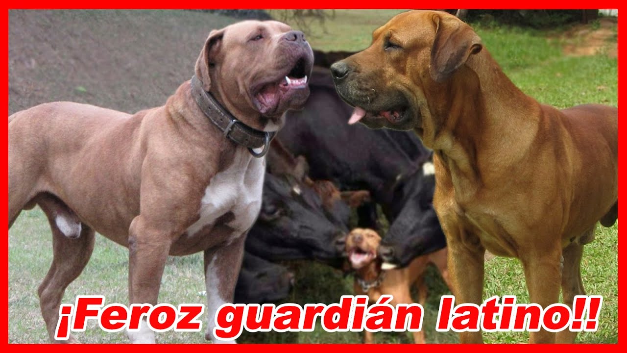 Como Se Llama Una Mezcla De Bullmastiff Y Pitbull