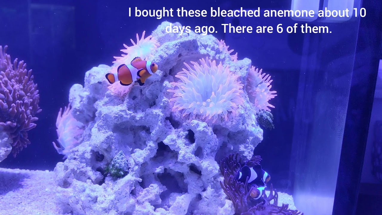 Trying to save bleached anemone - YouTube