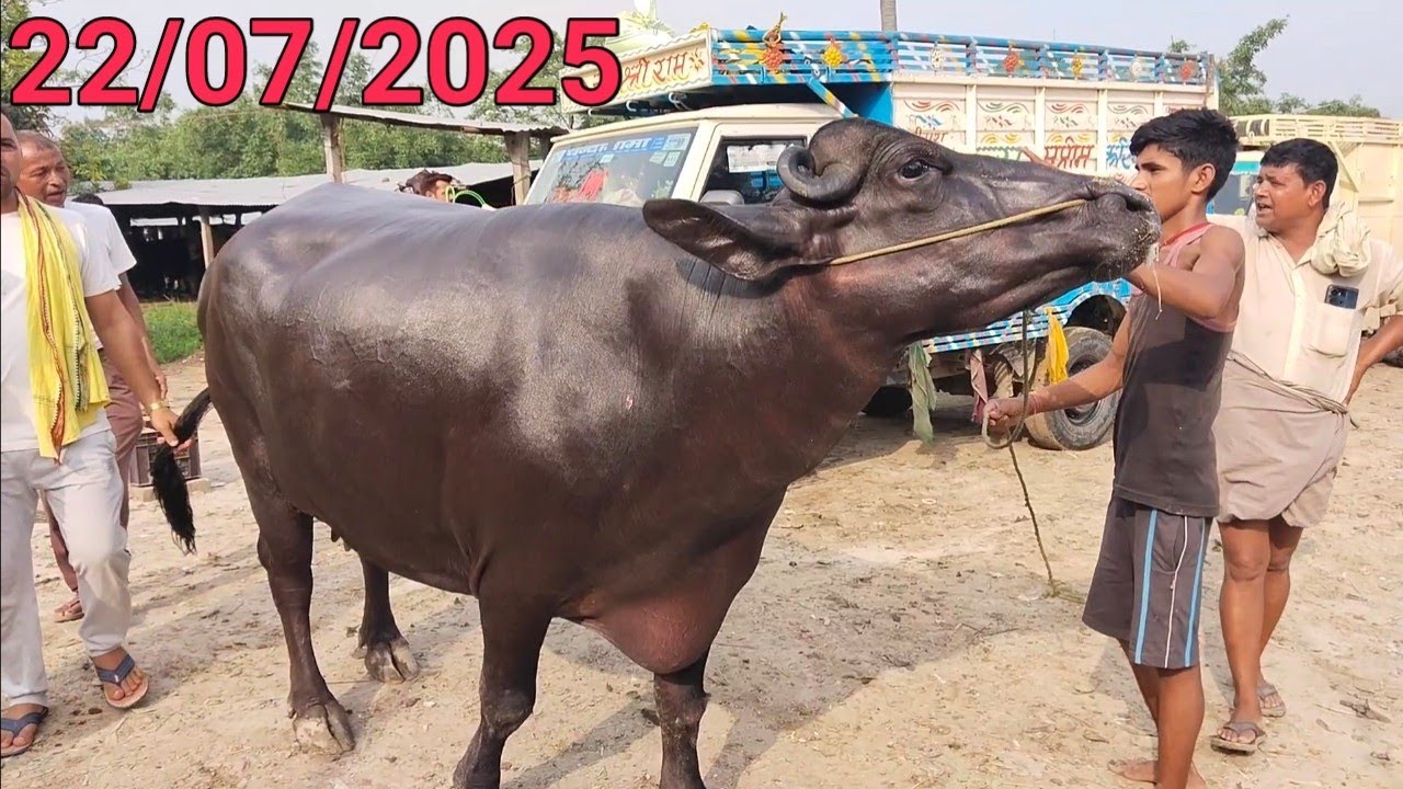 22 जुलाई को किस तरह की भैंस रानीपोखर में बिकने के लिए आई है # ...
