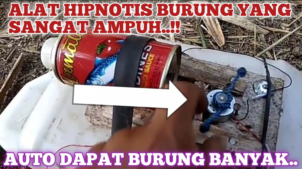 Semua Jenis Burung Akan kena hipnotis dengan bunyi ini | alat hipnotis ...