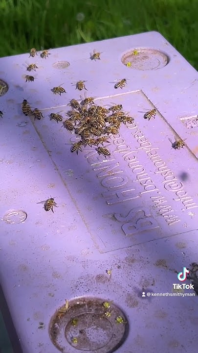 Queen Bee Mating Flight Youtube