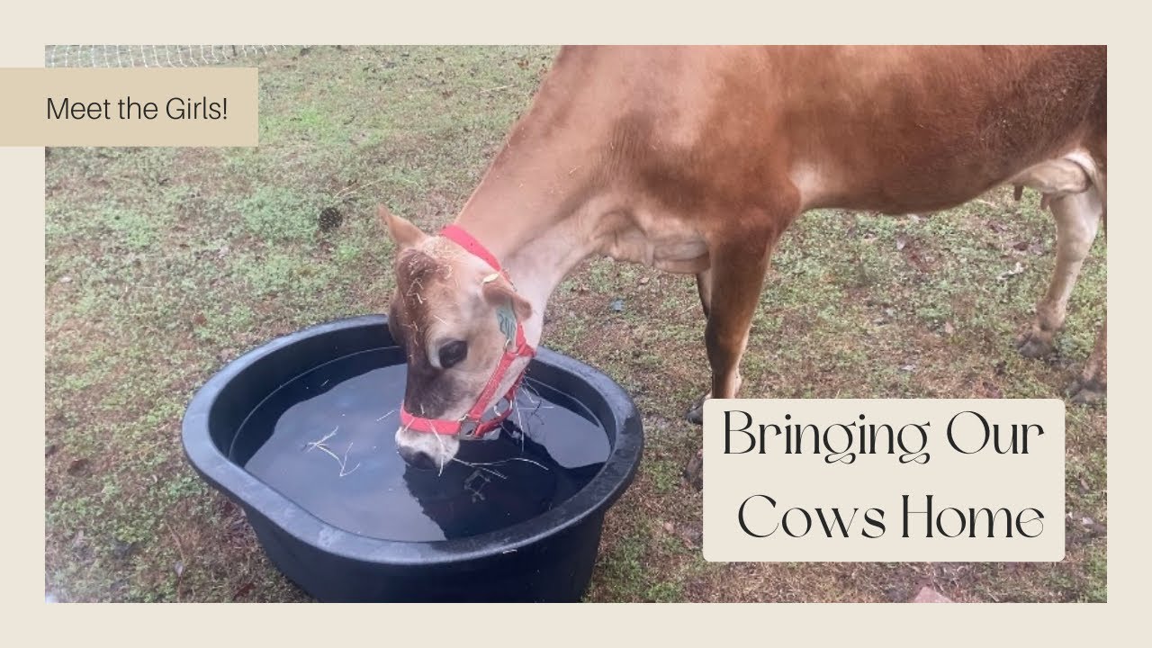 Introducing our Family Milk Cow! - YouTube