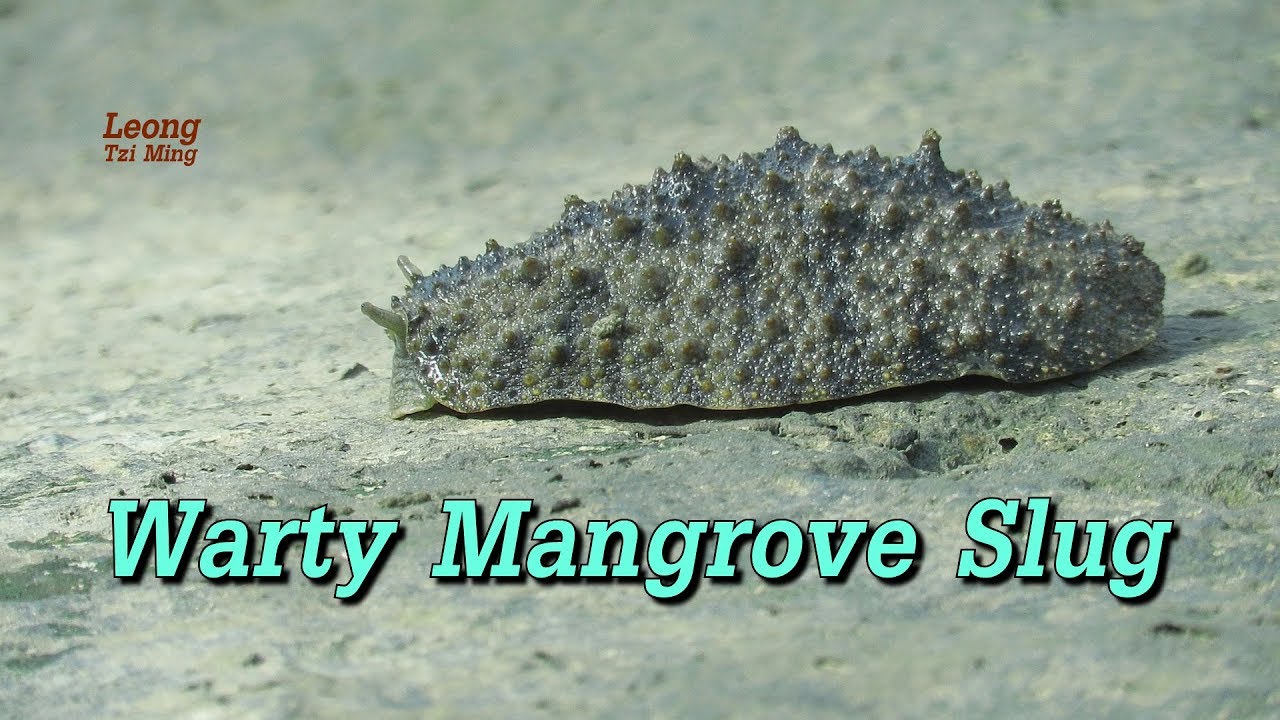 Peronia verruculata (23May2019) - YouTube