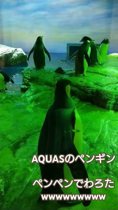 AQUASのダンディーペンギン - YouTube