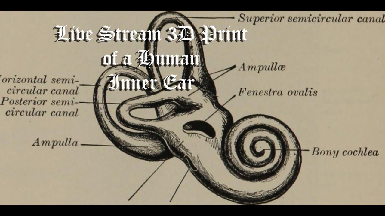 3D Print of an MRI scanned Human Inner Ear Live Stream - YouTube