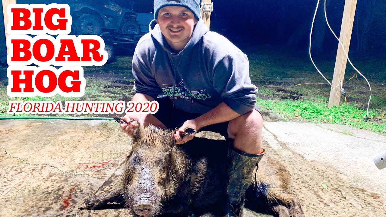 Hunting WILD BOAR with AR (Florida Hog Hunting 2020) - YouTube