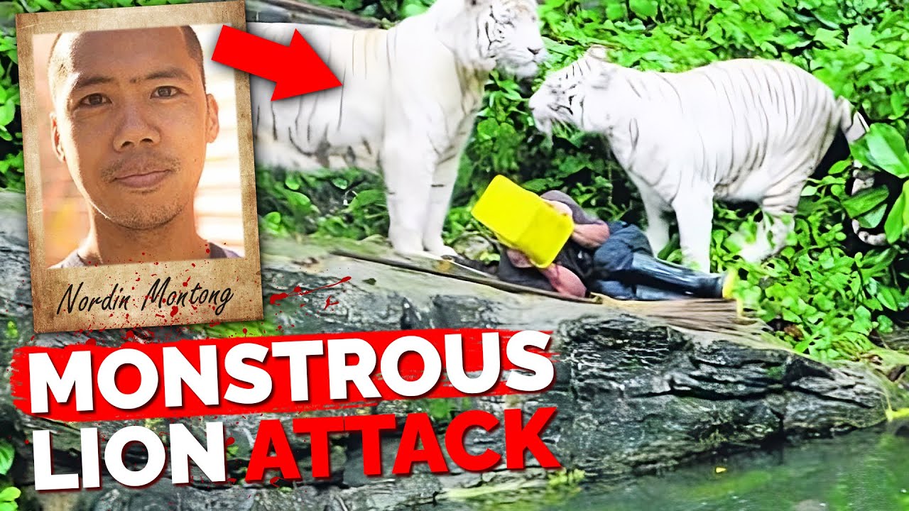 HORRIBLE Big Cat Attack Ate Nordin Montong ALIVE - YouTube