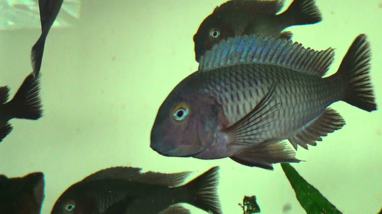 African Cichlid Tropheus Lufubu - YouTube