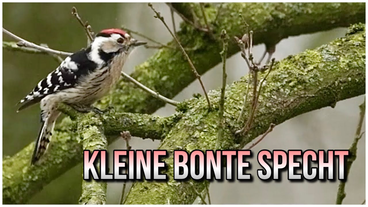 De Kleine Bonte Specht - YouTube