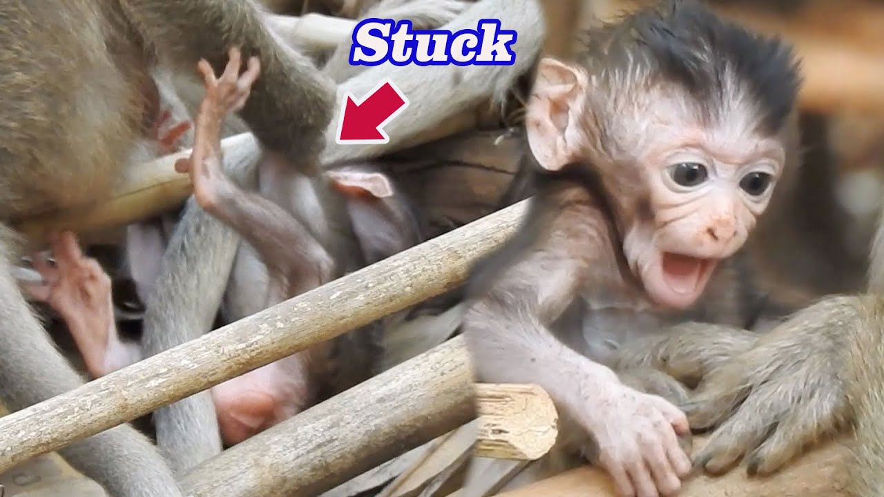 Best action of young mom try save Adorable baby Sami, Sami is very ...