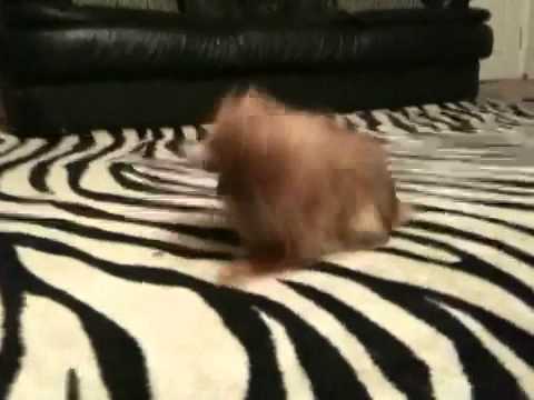 Pomeranian playing with bug - YouTube