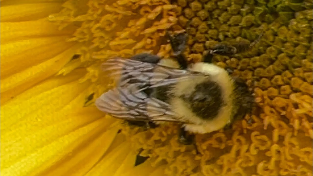 Bumblebee very beautiful… #viral #share #amazing #beautiful #wild #bee ...