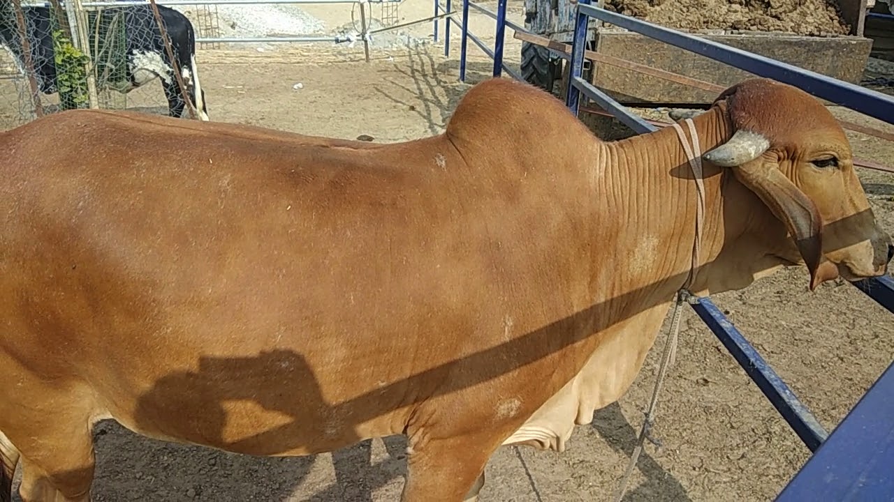 Best Gir Cow Contact 9252031117 - YouTube