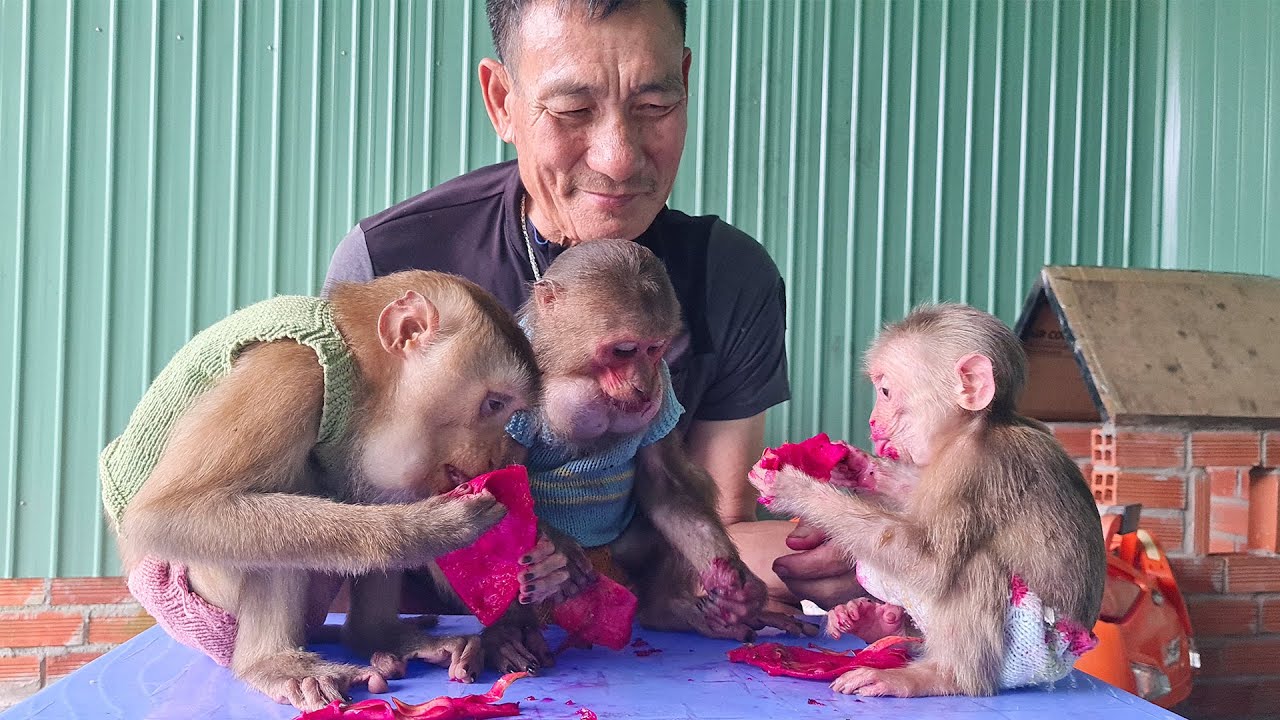 So cute Monkey Baby Theo, first time enjoying red flesh dragon fruit ...